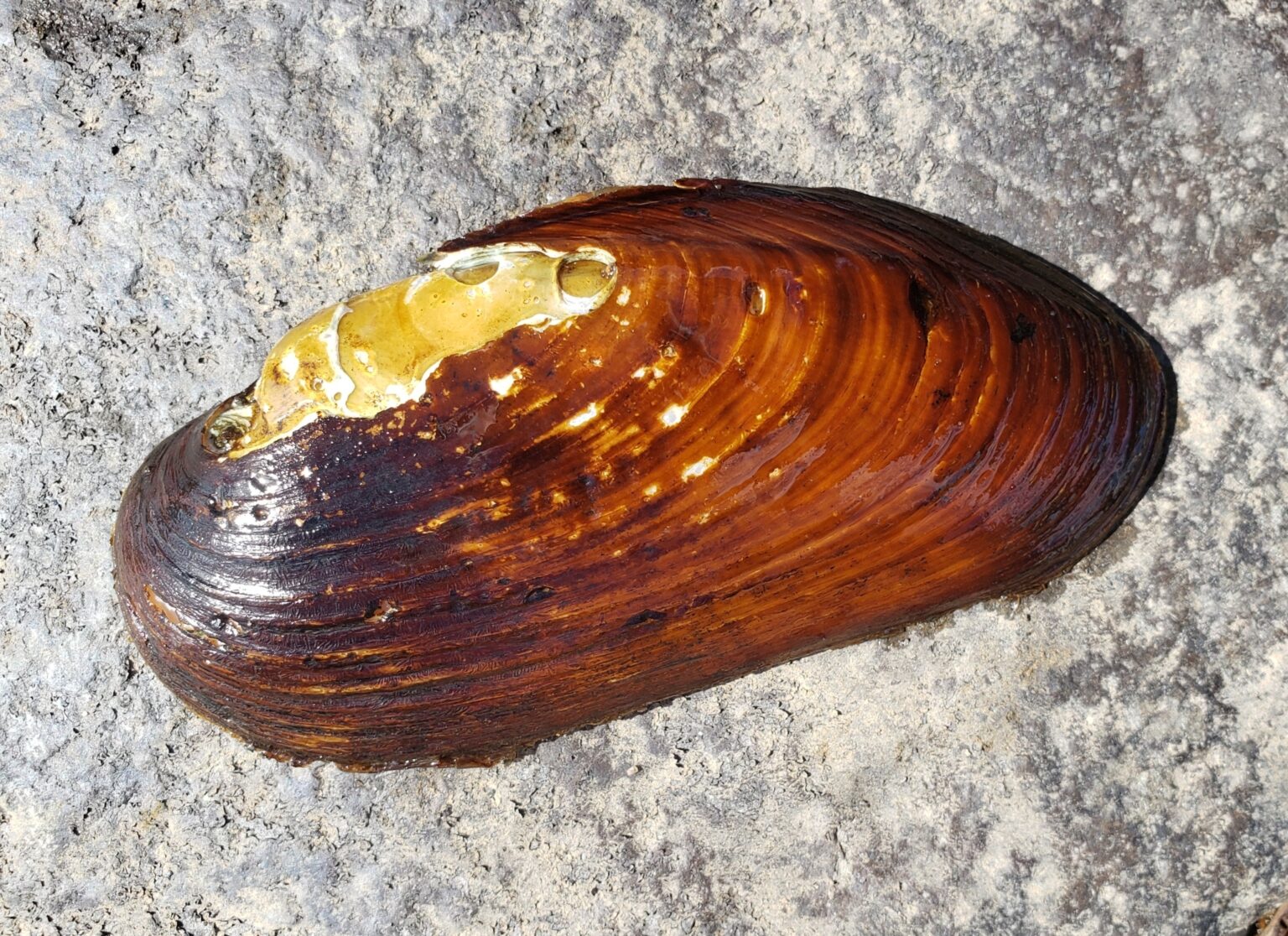 Cultivos de perlas en Bangladesh: su proceso y tesoros ocultos