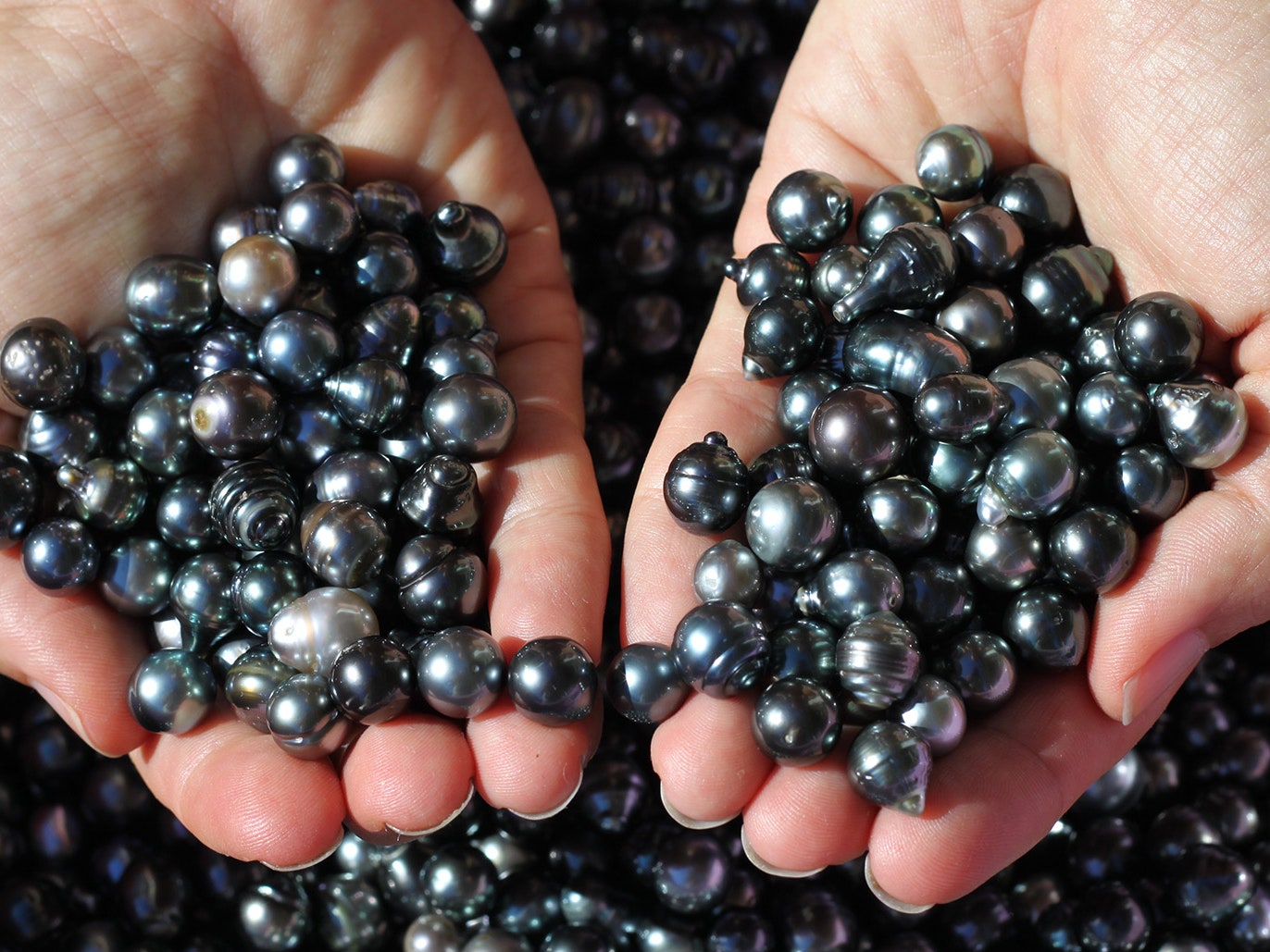 Características impresionantes de la perla negra de Tahití